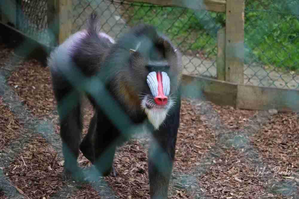Mandrills - Callum's Creatures