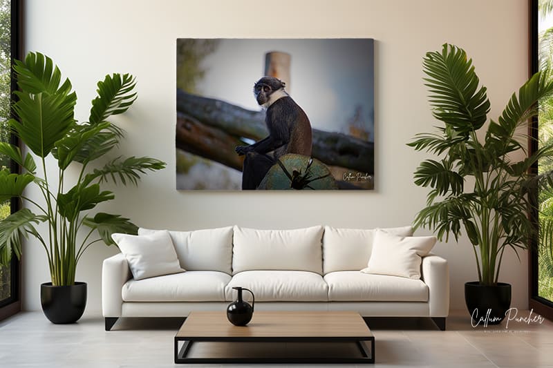 L'hoest's Monkey Canvas Print - Callum's Creatures