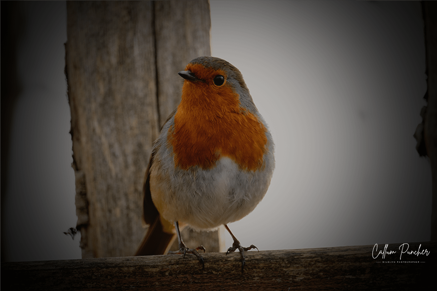 European Robin - Callum's Creatures